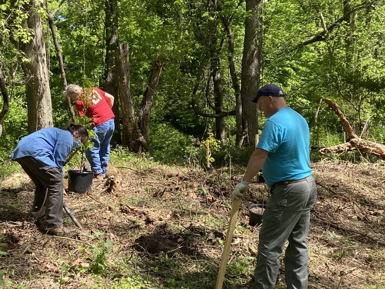 Strengthening Wetland Areas and Streambanks Through Tree Plantings ...