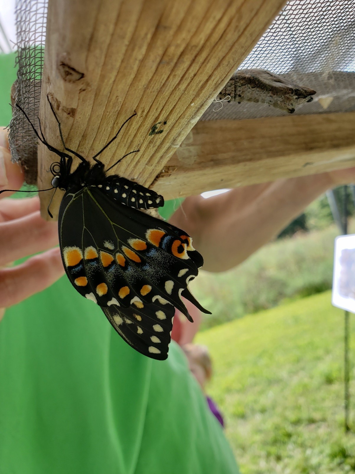 Pollinators: Butterflies and Bees - Heritage Conservancy