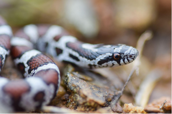 Know Thy Snake Neighbor: Eastern Milksnake - Lampropeltis triangulum ...