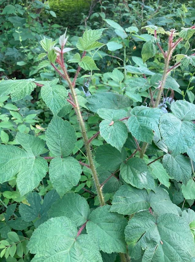 Wineberries: A Tasty Opportunity To Take Action - Heritage Conservancy