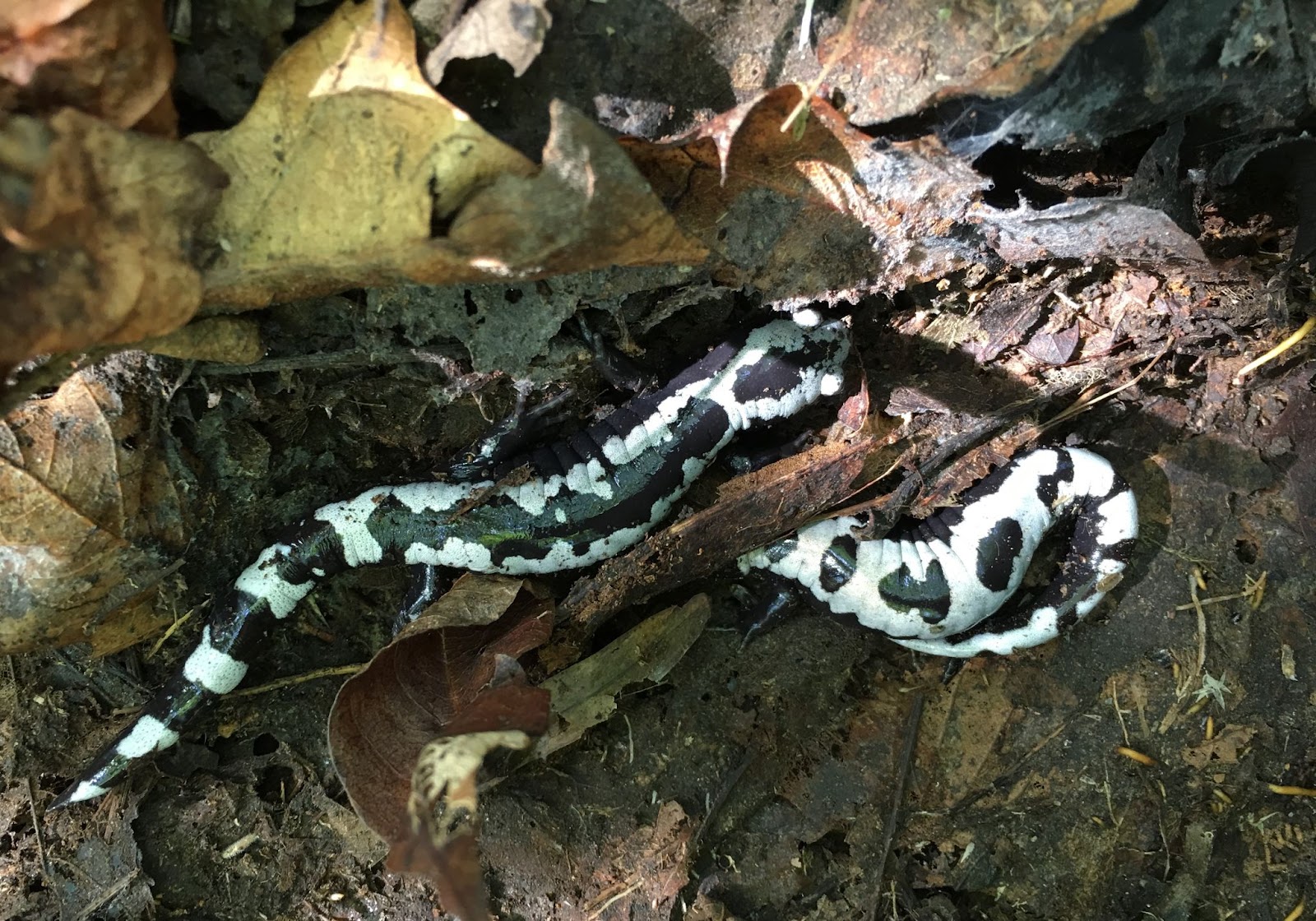Meet the Marbled Salamander: Autumn's Best-Kept Secret - Heritage ...