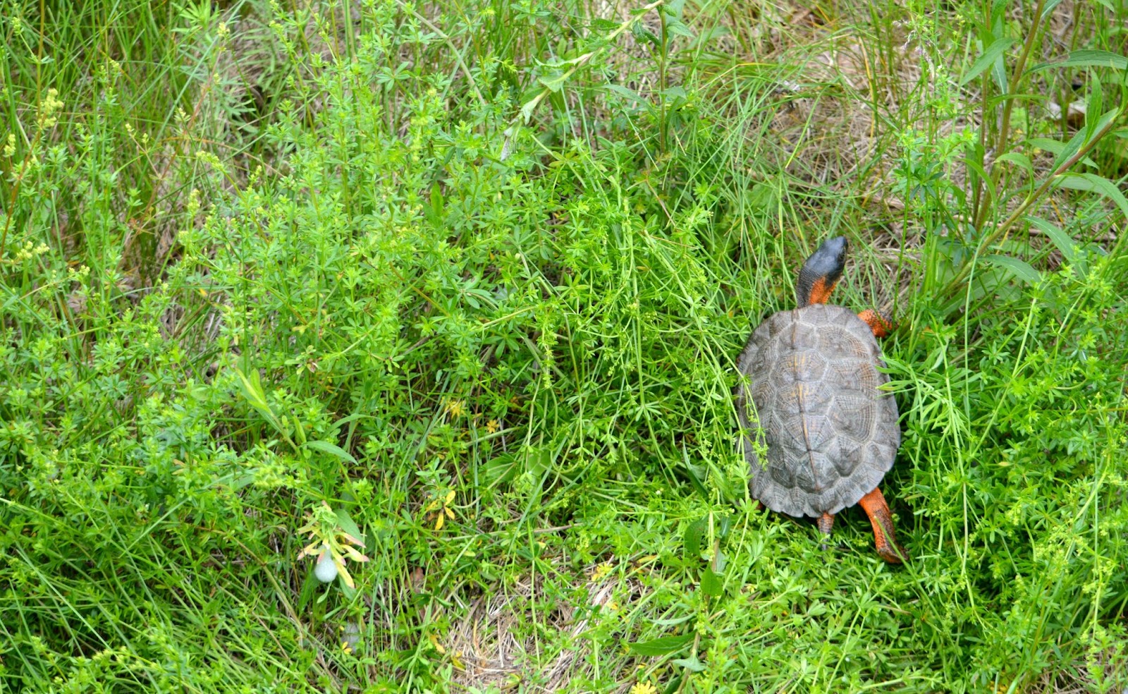 Two Turtles for World Wetlands Day - Heritage Conservancy