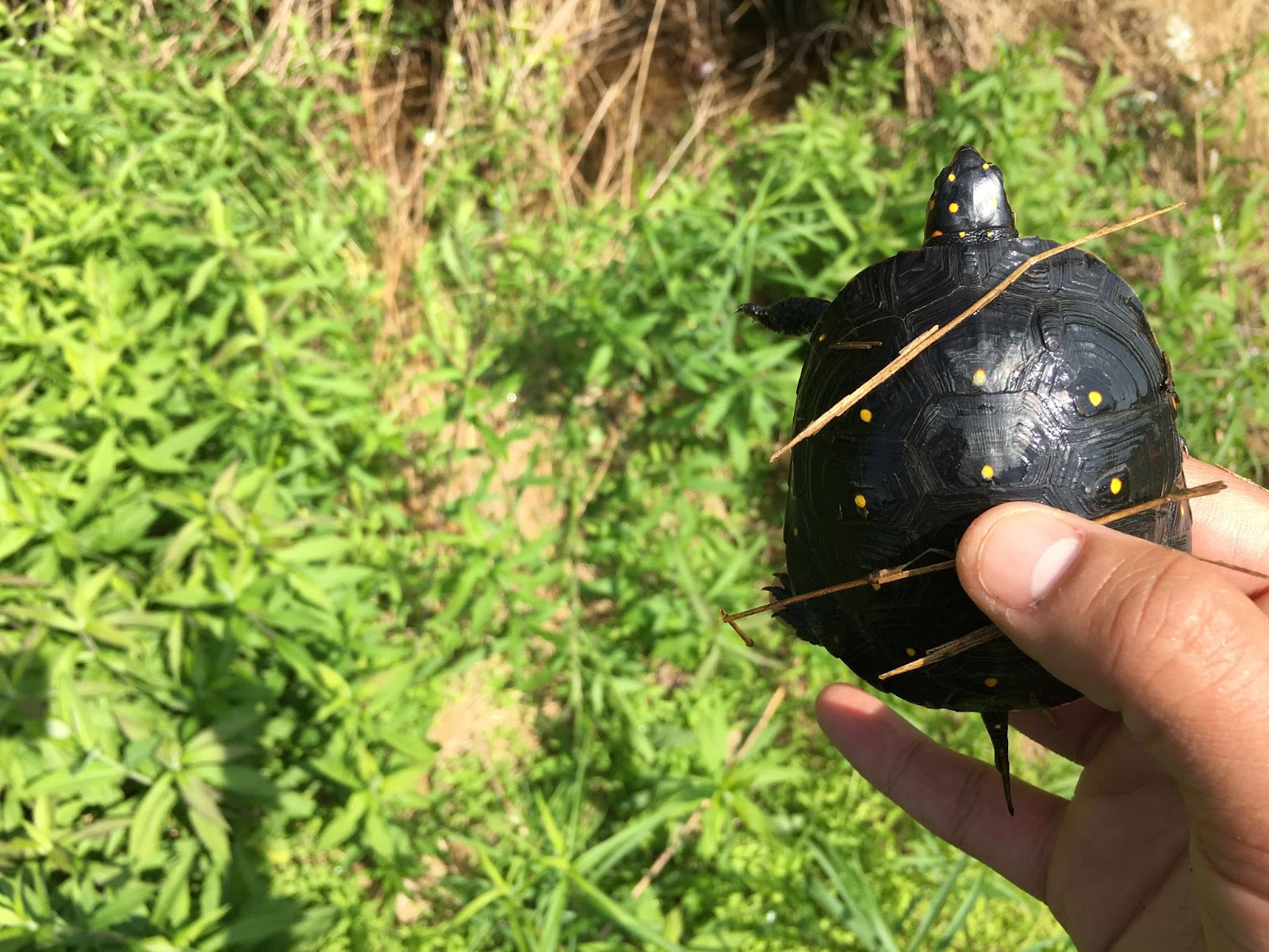 Two Turtles for World Wetlands Day - Heritage Conservancy
