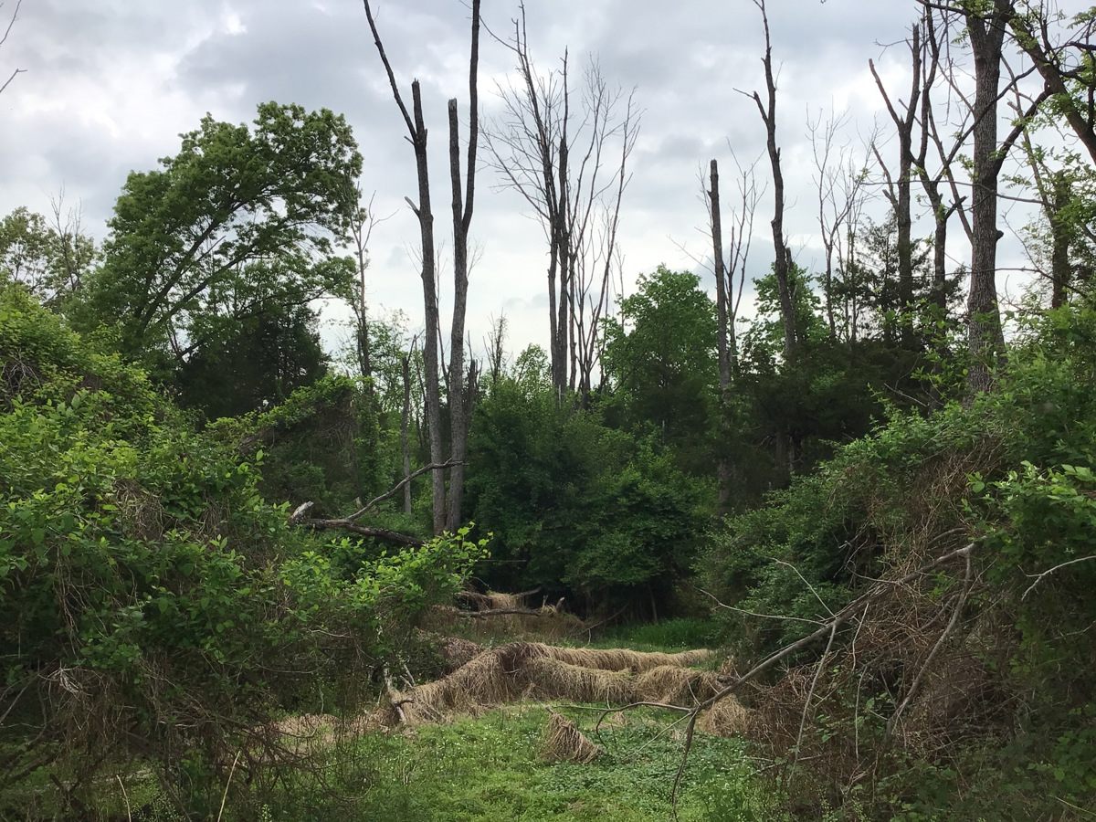 Regrowth and Reforestation: Replacing Ash Trees - Heritage Conservancy