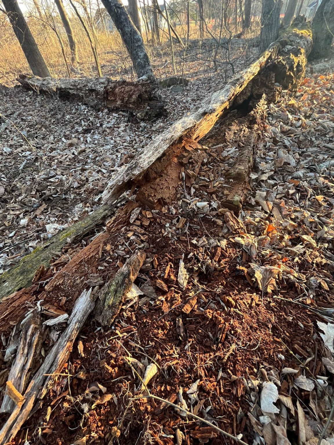 The Benefits of Downed Wood - Heritage Conservancy