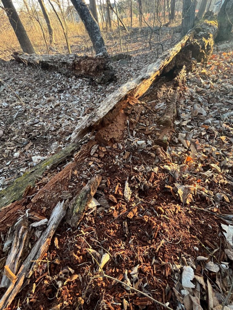 The Benefits of Downed Wood - Heritage Conservancy