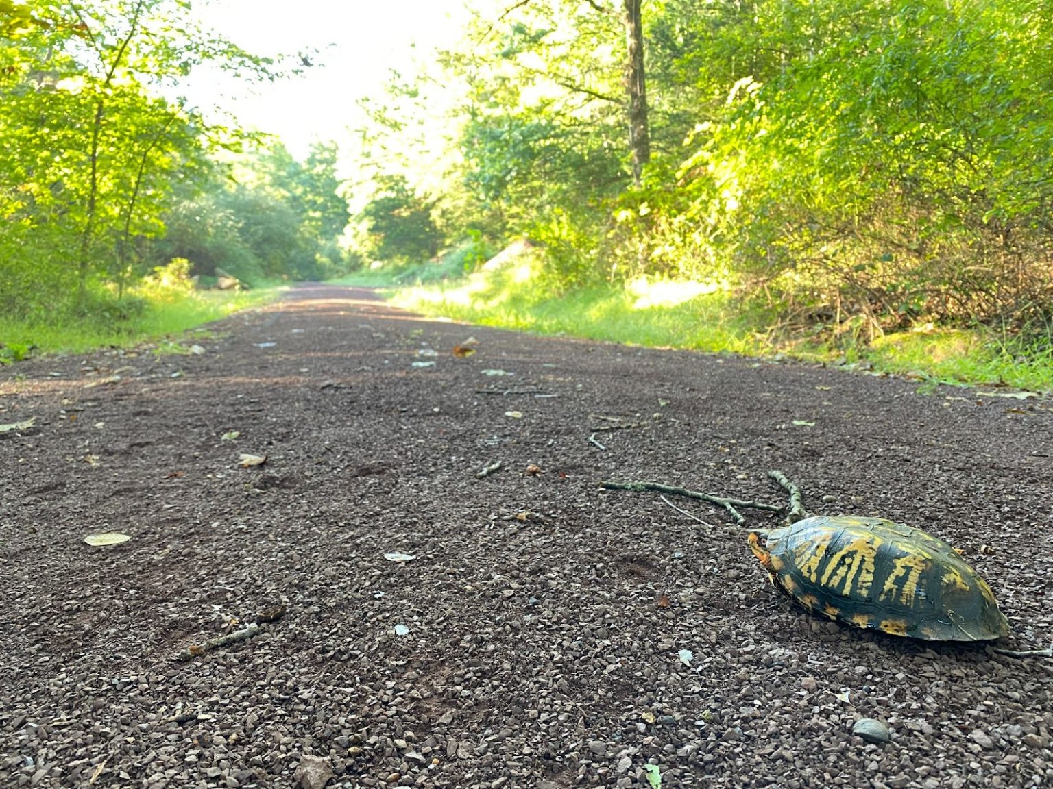 Turtles on the Road: How to Help - Heritage Conservancy
