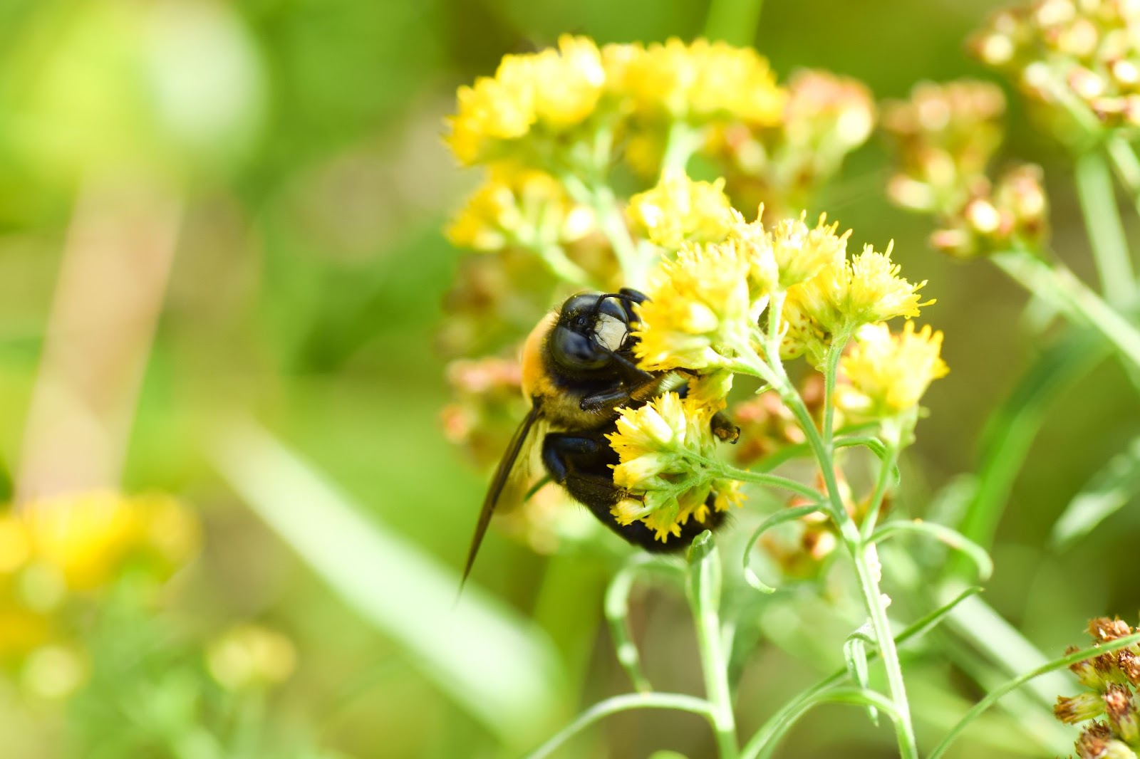 The Other Pollinators - Heritage Conservancy
