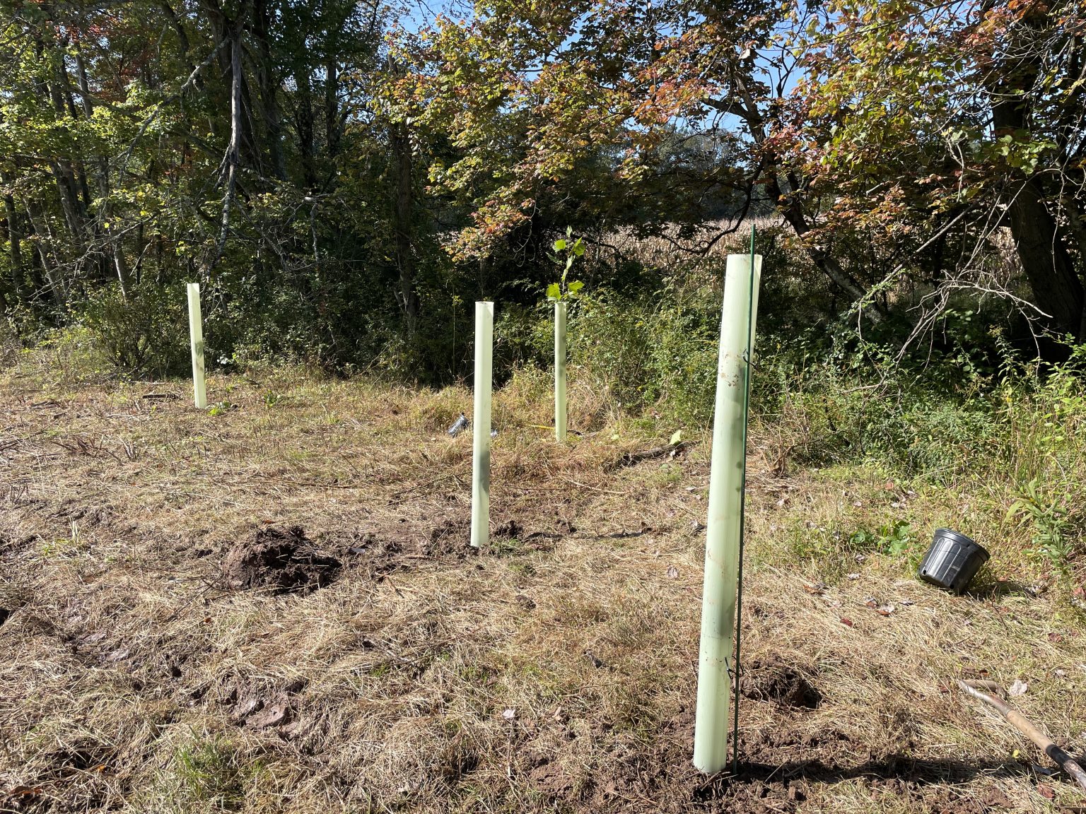 Deer damage to the forest: How white-tail deer endanger our woodlands ...