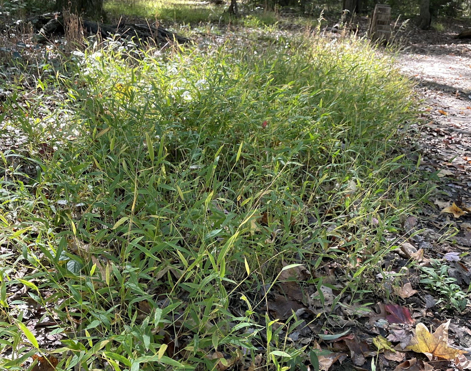 Deer damage to the forest: How white-tail deer endanger our woodlands ...