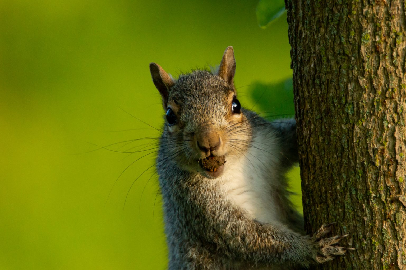 Nature in 100 Words or Less: Join Us for a Nature Writing Celebration ...