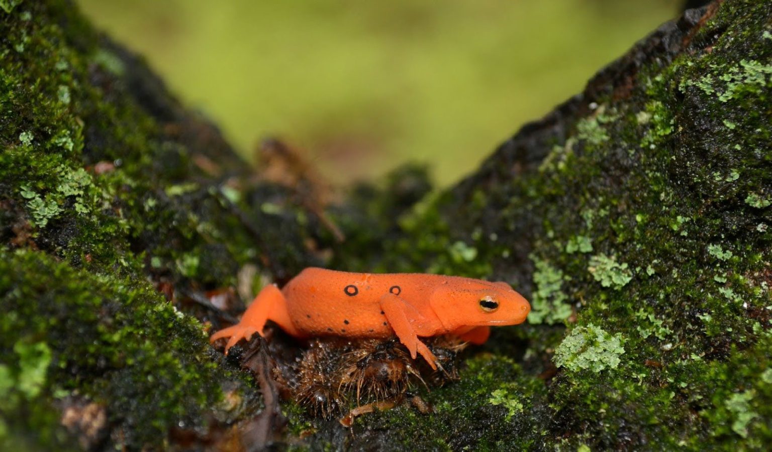 Reasons to Embrace Rainy Days - Heritage Conservancy