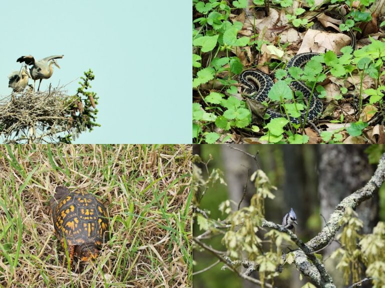 10 Common Local Animals We Take for Granted: An Appreciation and Guide ...