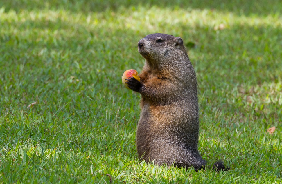 10 Common Local Animals We Take for Granted: An Appreciation and Guide ...