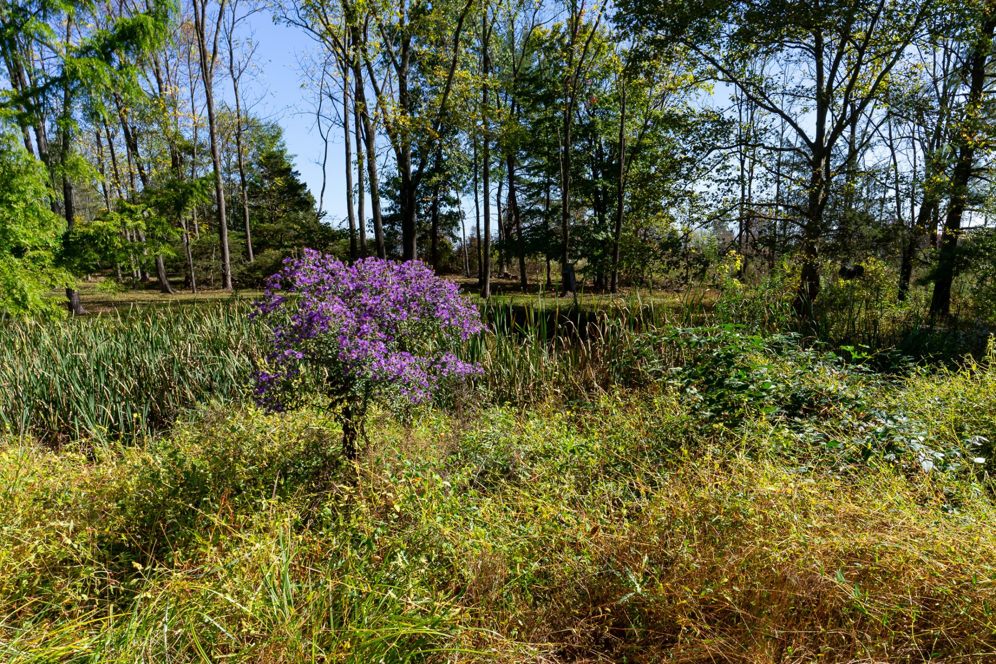 Heritage Conservancy's First Pawpaw Festival Brings Out a Crowd ...