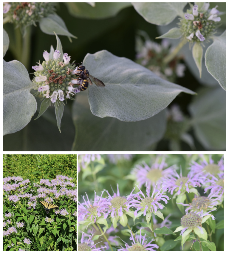 Fast-Growing Native Plants for Your Garden - Heritage Conservancy