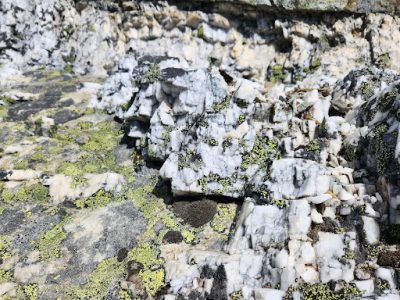 Lichens: Unassuming Beings That Will Blow Your Mind - Heritage Conservancy