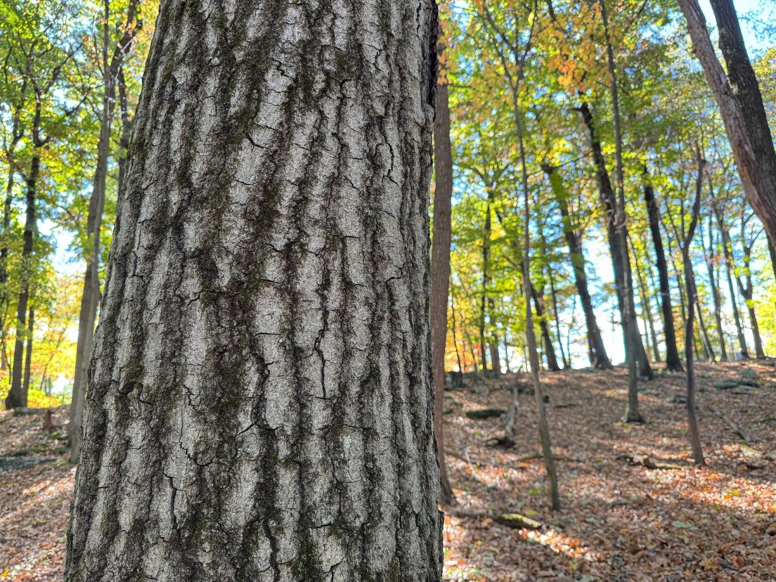 A Guide to Native Oak Trees in Pennsylvania