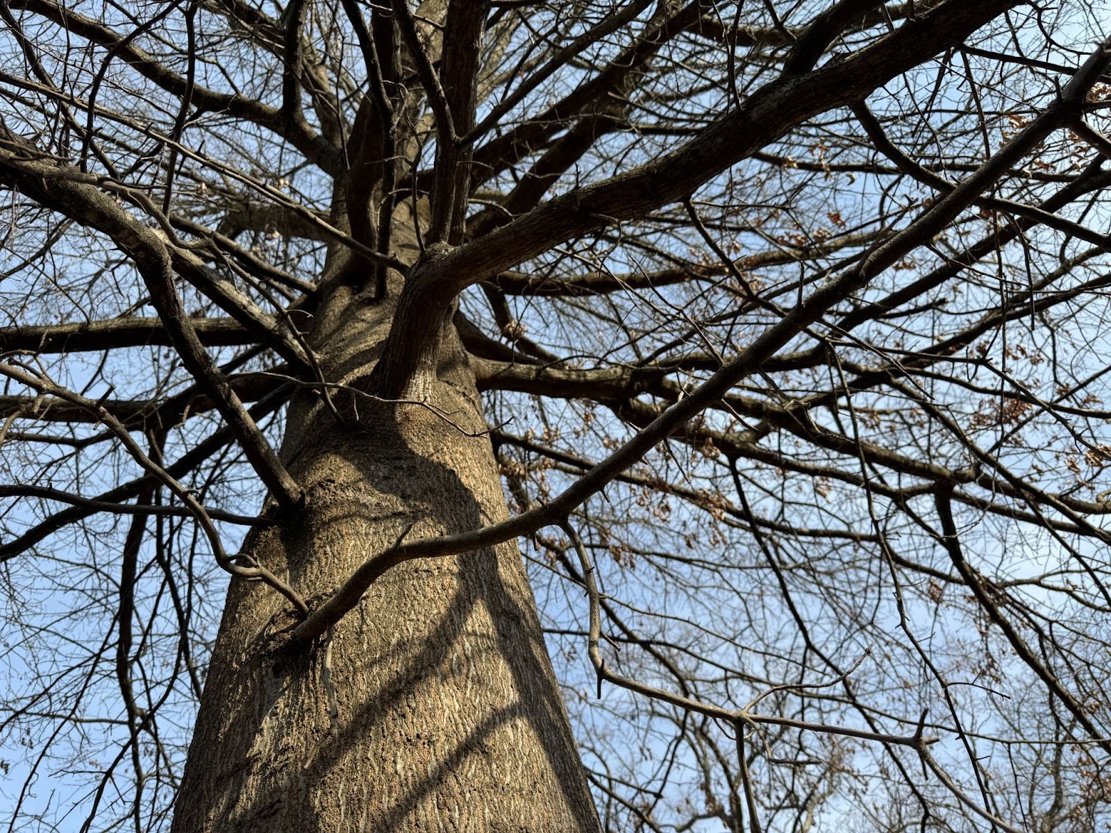 A Guide to Native Oak Trees in Pennsylvania