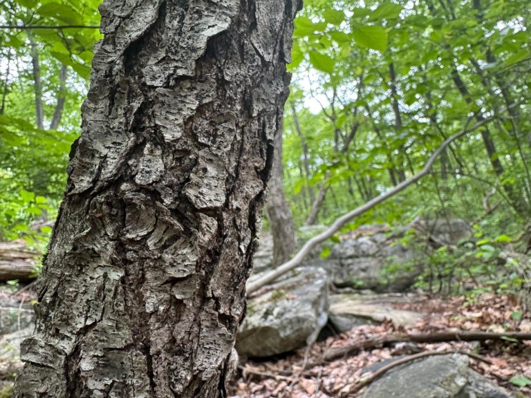 Five PA Trees To Identify By Bark Alone