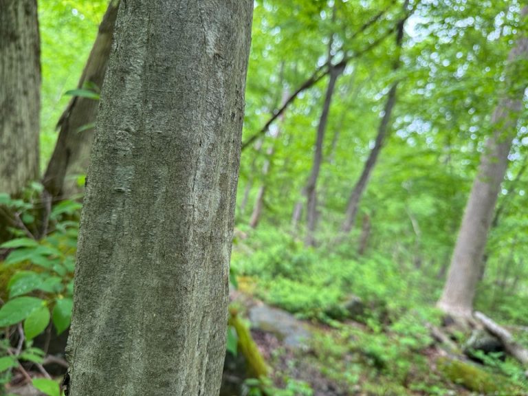 Five PA Trees To Identify By Bark Alone