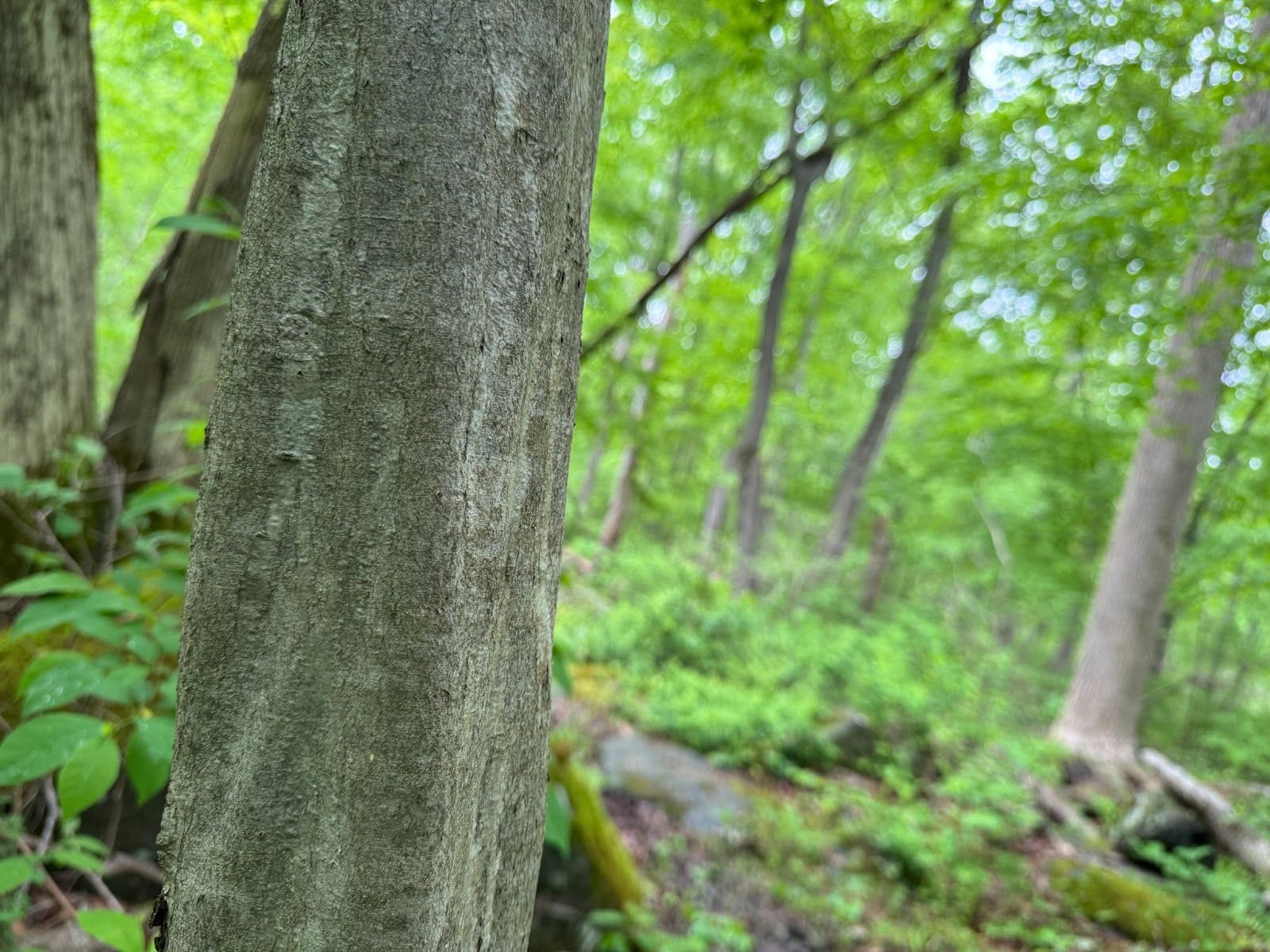 Five PA Trees To Identify By Bark Alone