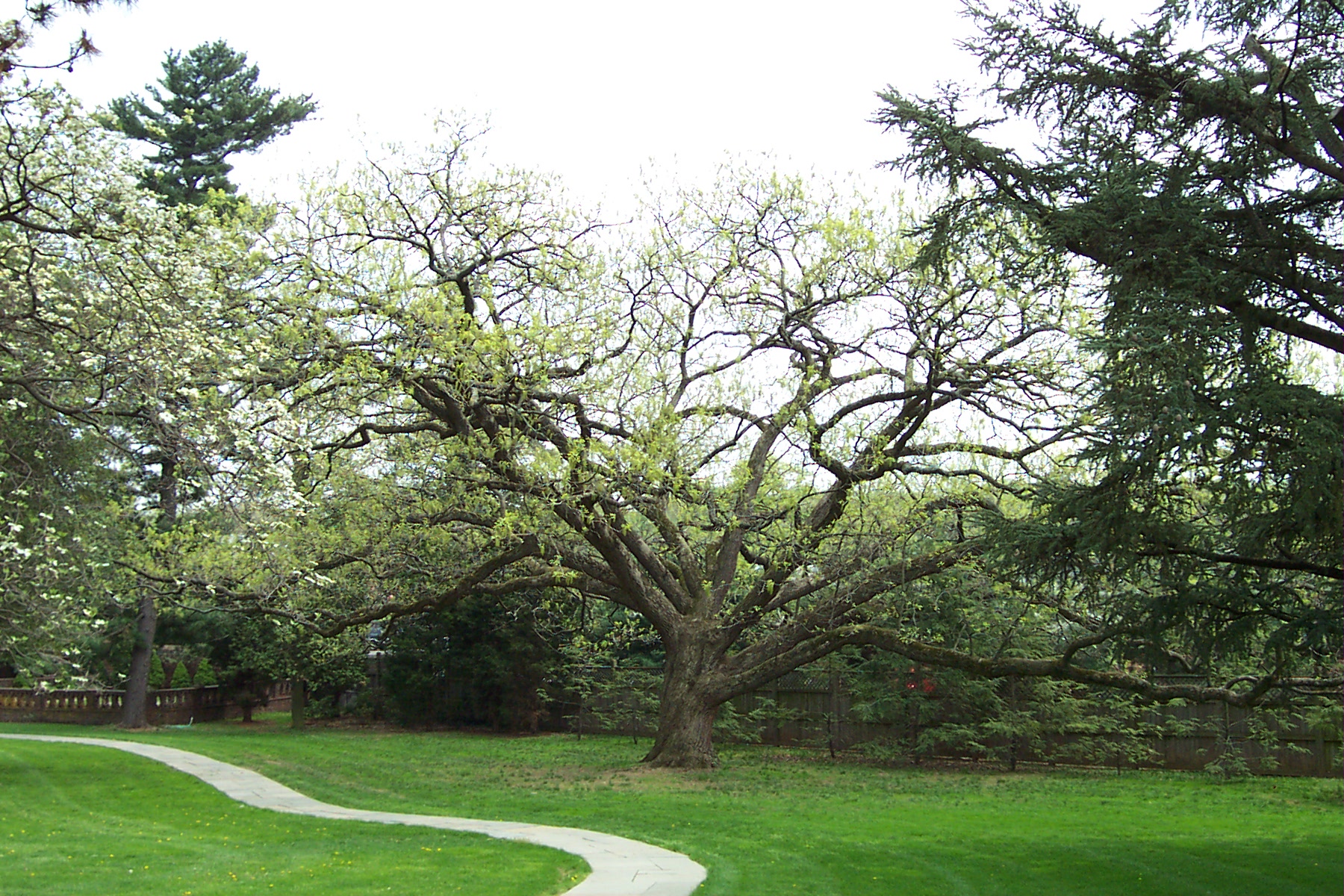 Remembering the Historic Aldie Mansion Bur Oak, circa 1750 - 2025 - Heritage Conservancy