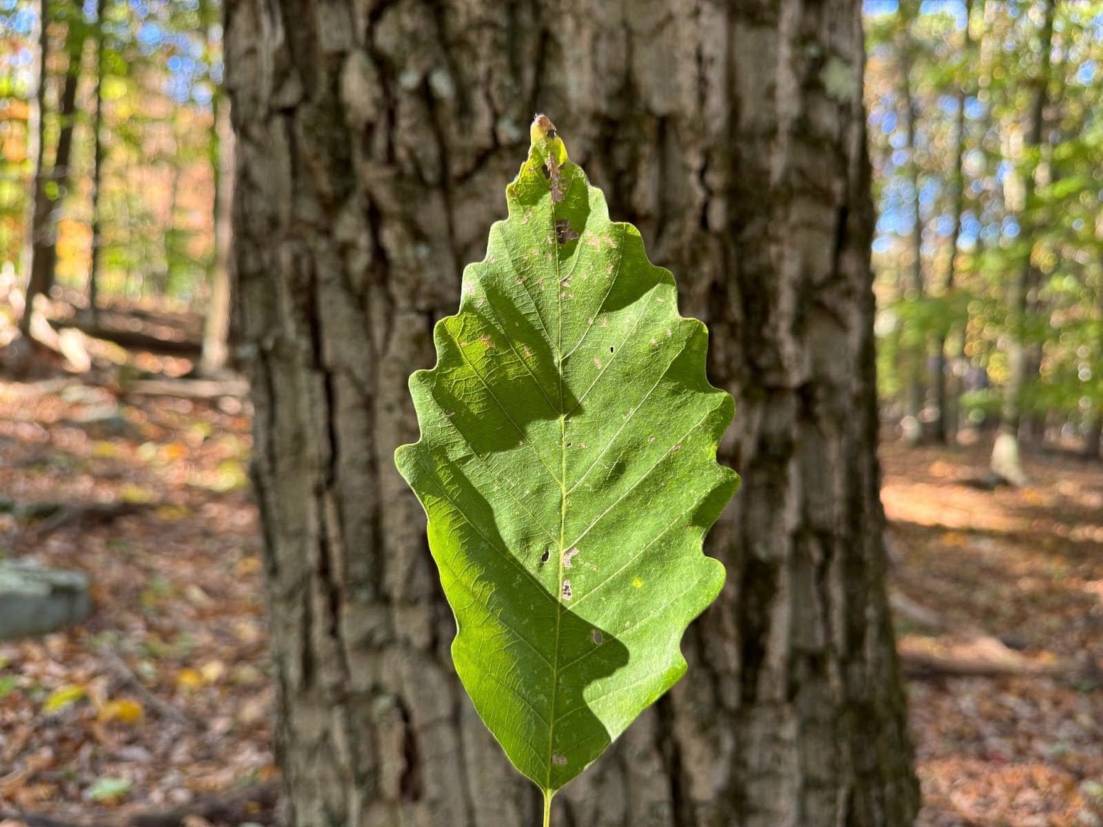 Native Oak Trees in Pennsylvania: Identification & Ecology | Heritage ...