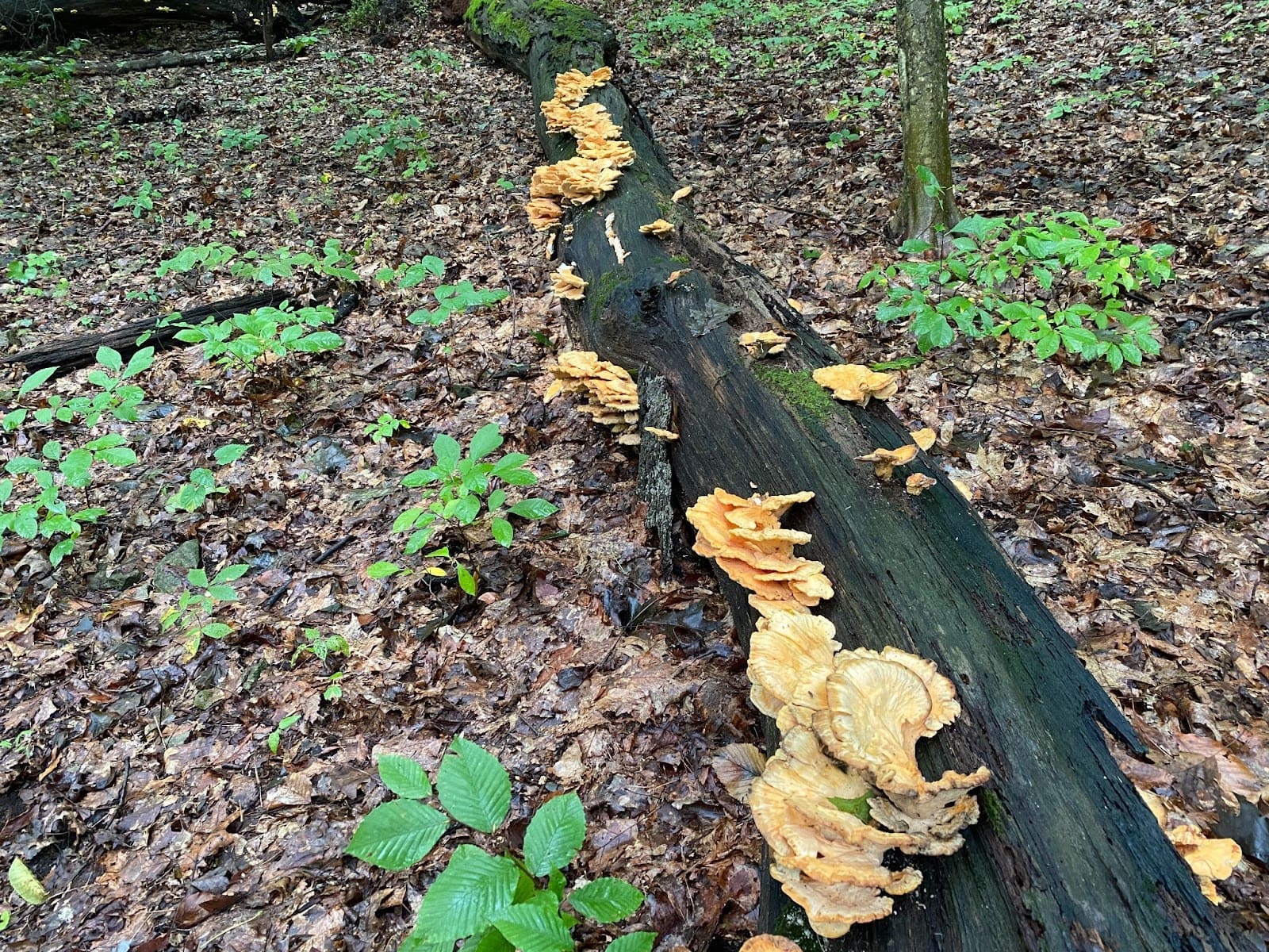 The Benefits of Downed Wood - Heritage Conservancy