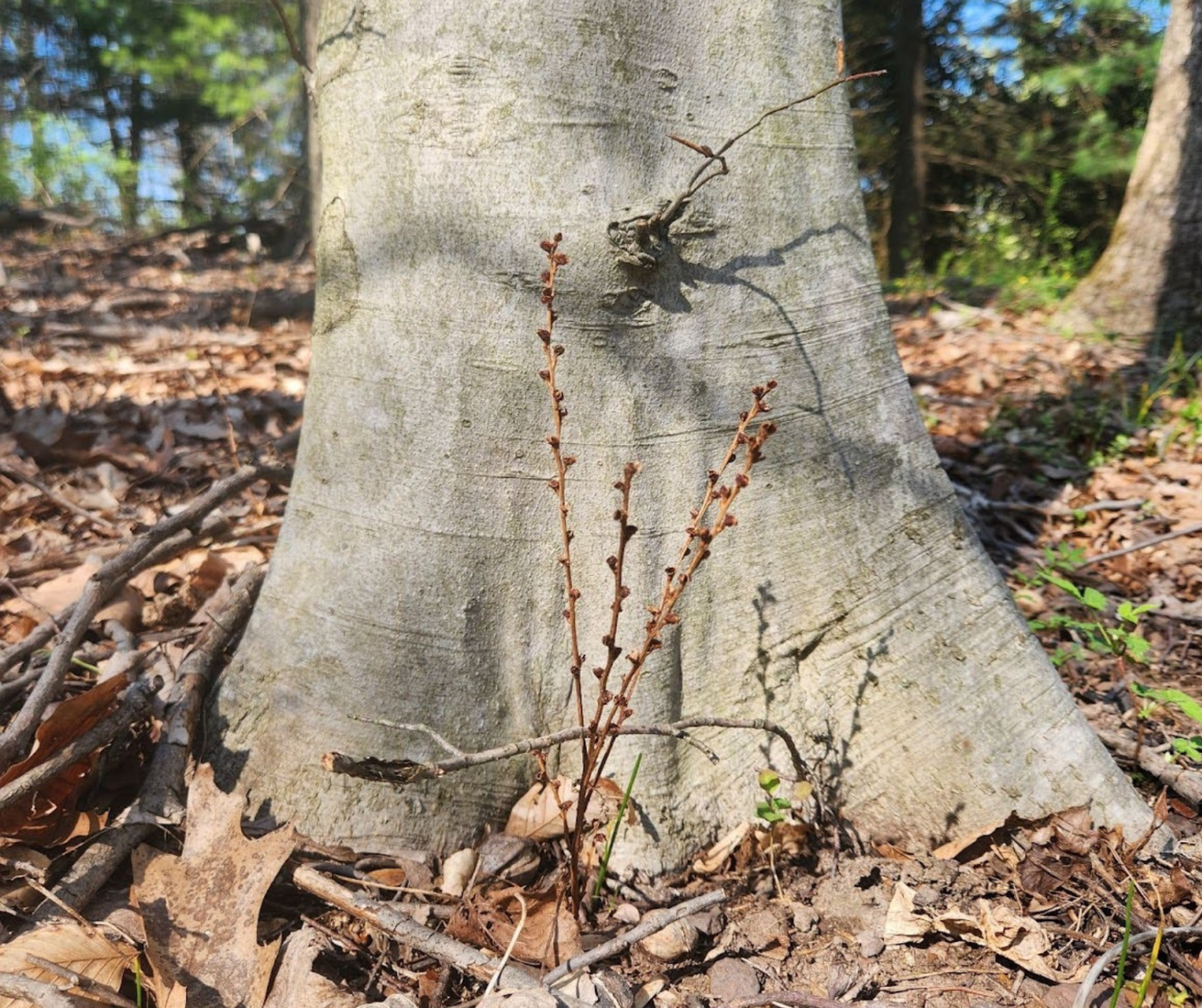 Imperiled Beeches: What We Know About Beech Leaf Disease (BLD) and How ...