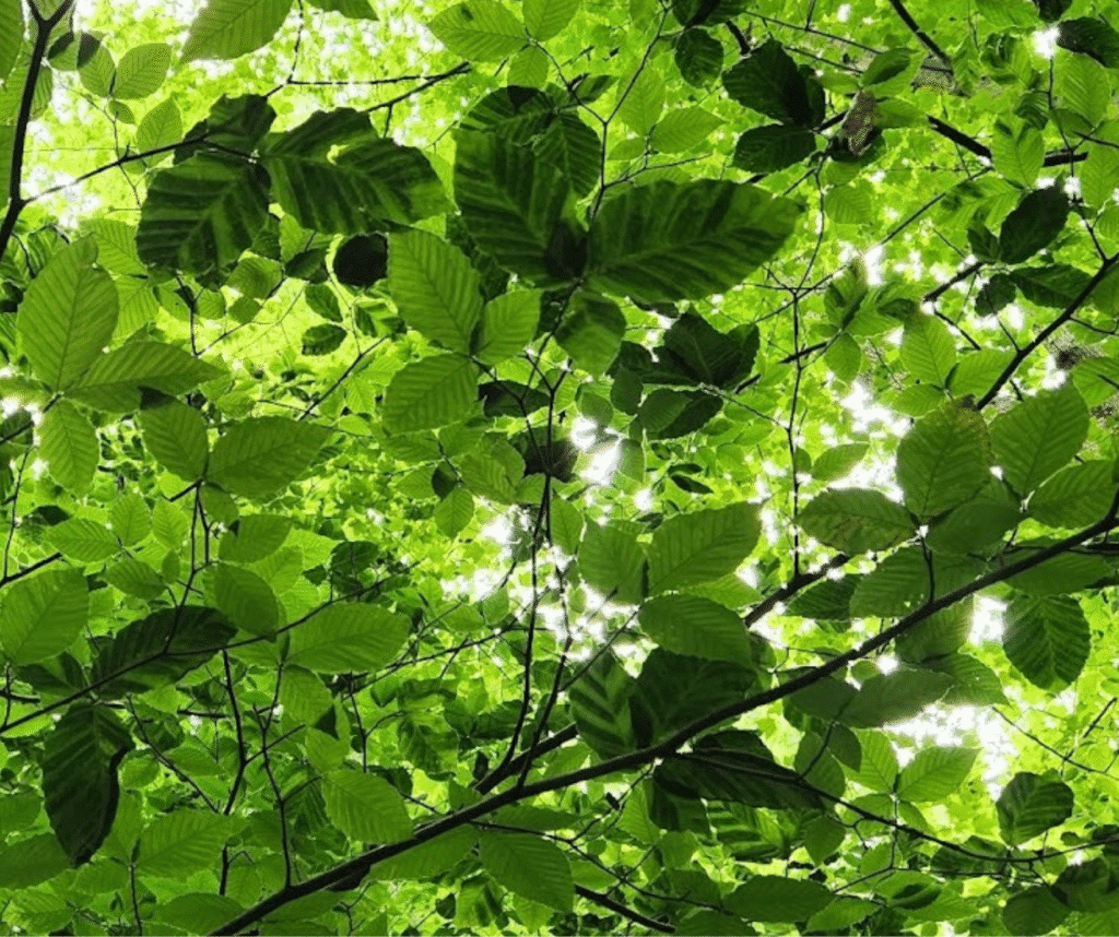 Beech Leaf Disease in Pennsylvania | Heritage Conservancy